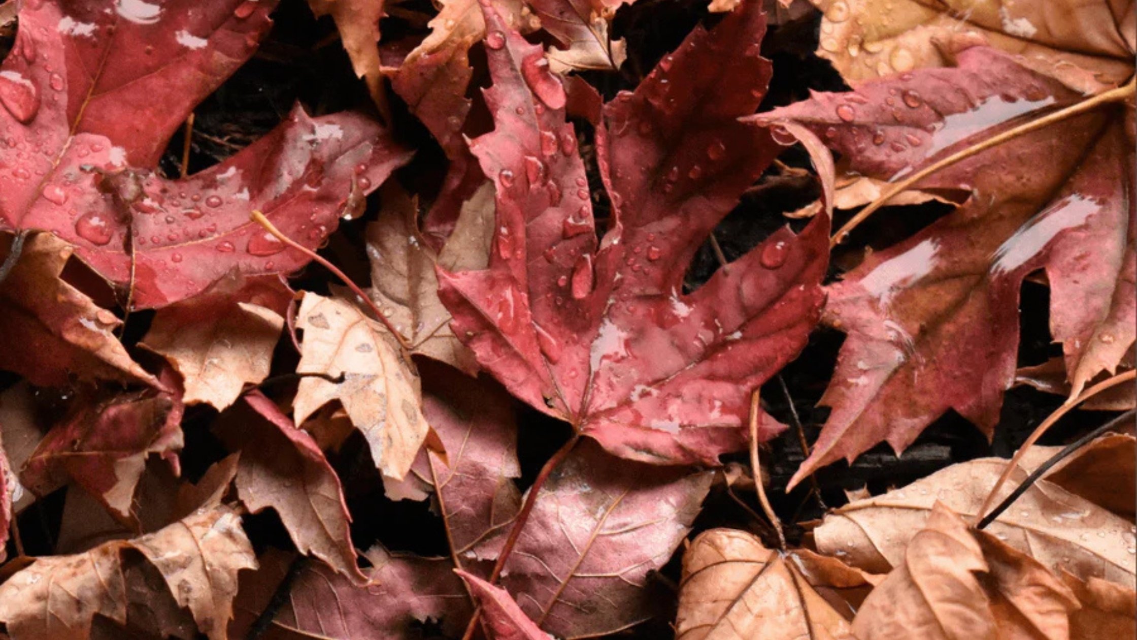 Why You Should Leave the Leaves for Wildlife This Fall